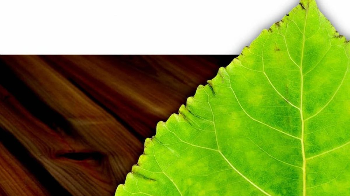 Álamo: acotada oferta de madera