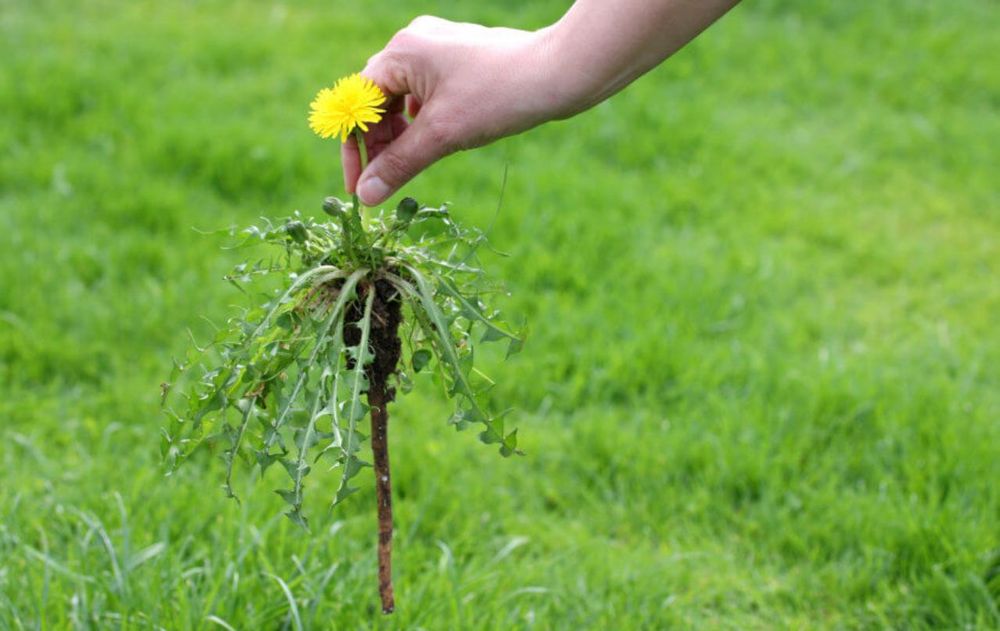 Sólo 3 ingredientes caseros eliminan las malas hierbas del césped: se ...