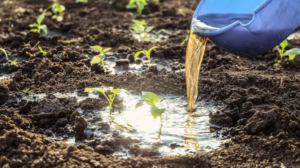 No lo tires, es oro: el fertilizante líquido que todos los días se va ...