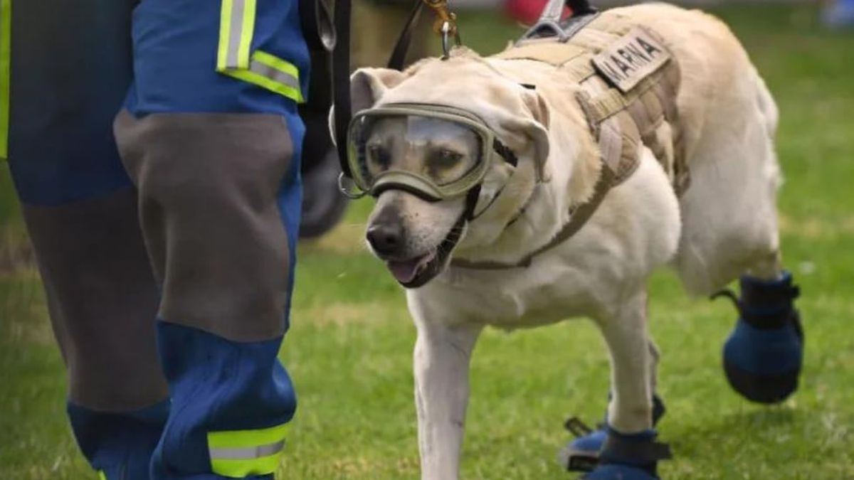Murió Frida, la perra rescatista de México que se transformó en heroína ...