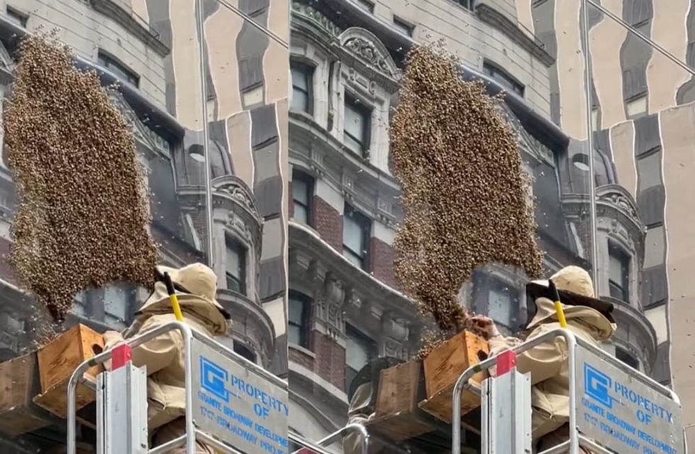 Video: una nube de abejas invadió el Times Square