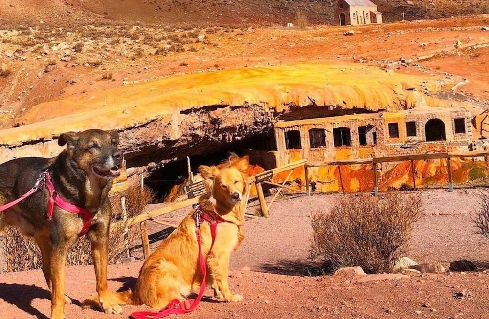 Mendoza, la más “perruna” del país: 7 de cada 10 personas que viven con ...