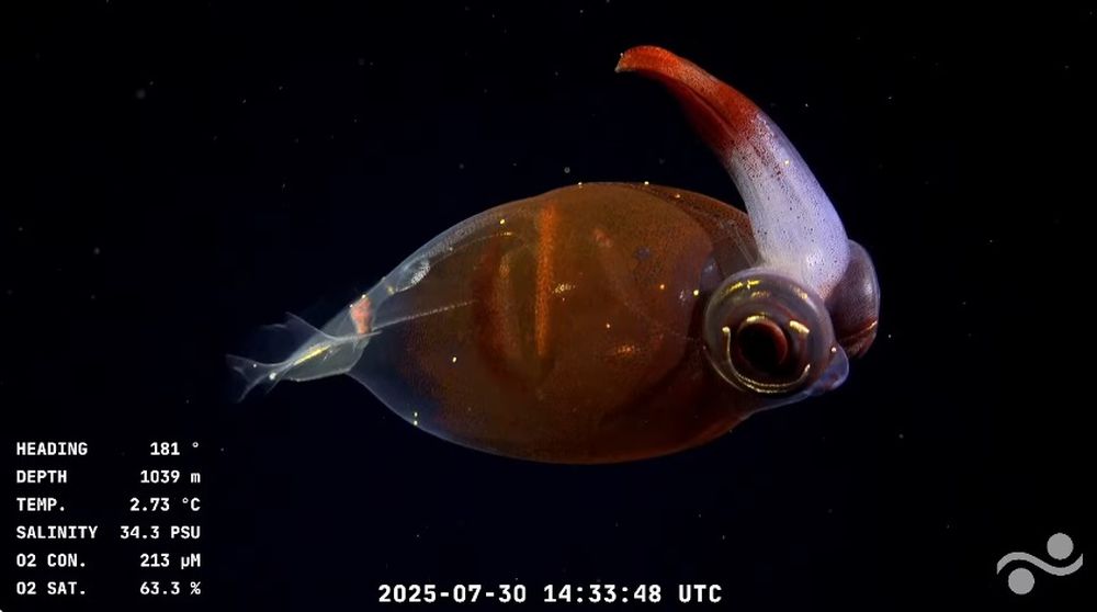 Hoy es el último programa del streaming del Conicet: dónde ver