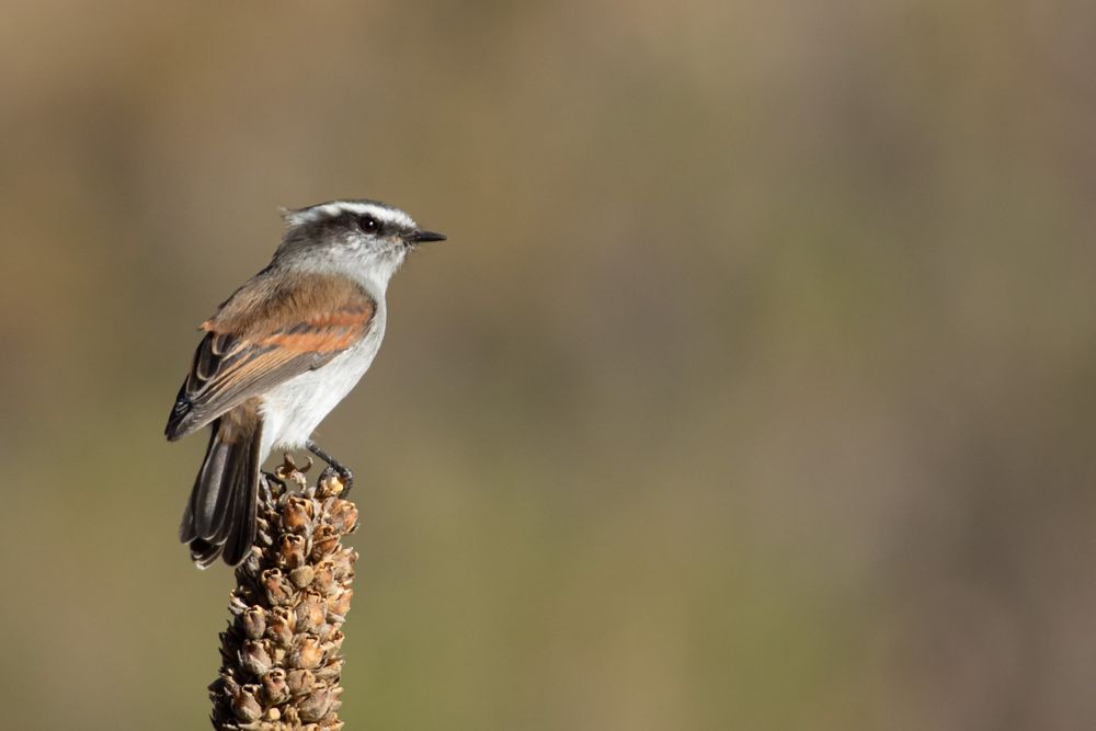 Impactantes fotos de dos especies de aves llamativas y poco vistas en ...