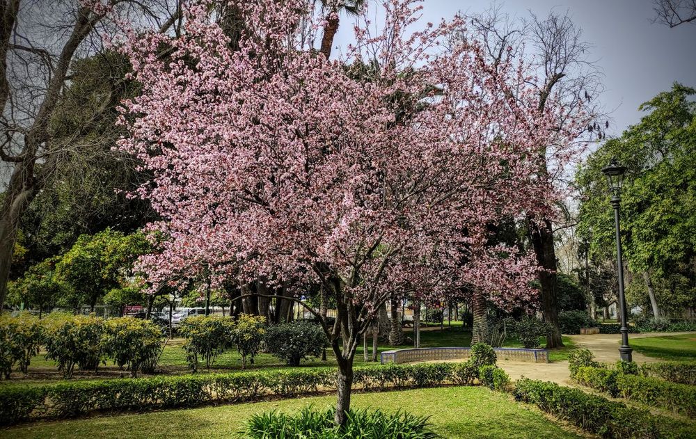 El árbol que no levanta el piso con su raíz: ofrece frutas en verano y ...