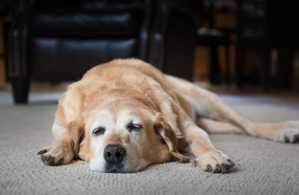 Cuáles son las 3 razas de perros más apagadas de todas