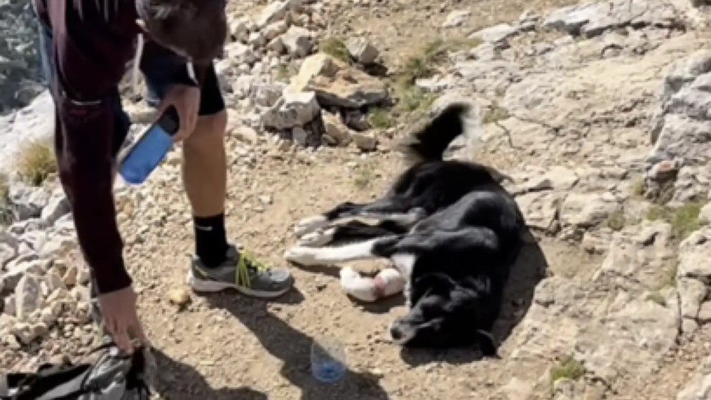 Rescate extremo en la montaña: hallan a un perro herido a más de 2.400 ...