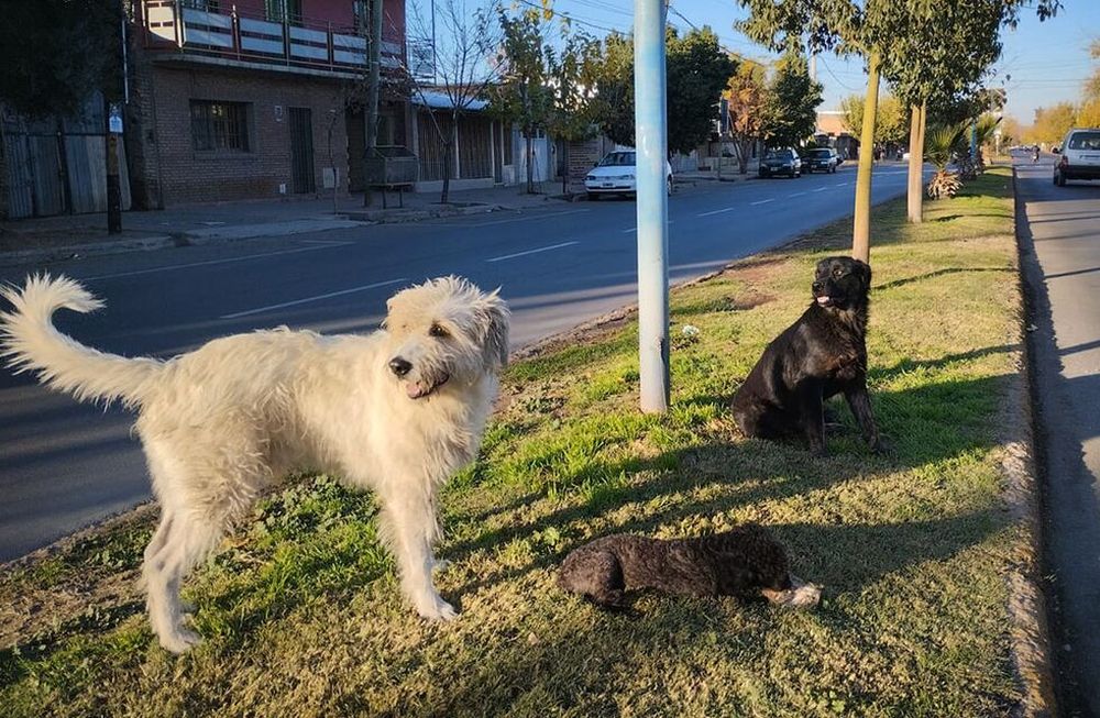 Hoy es el Día Mundial del Perro Callejero ¿Por qué se celebra en esta ...
