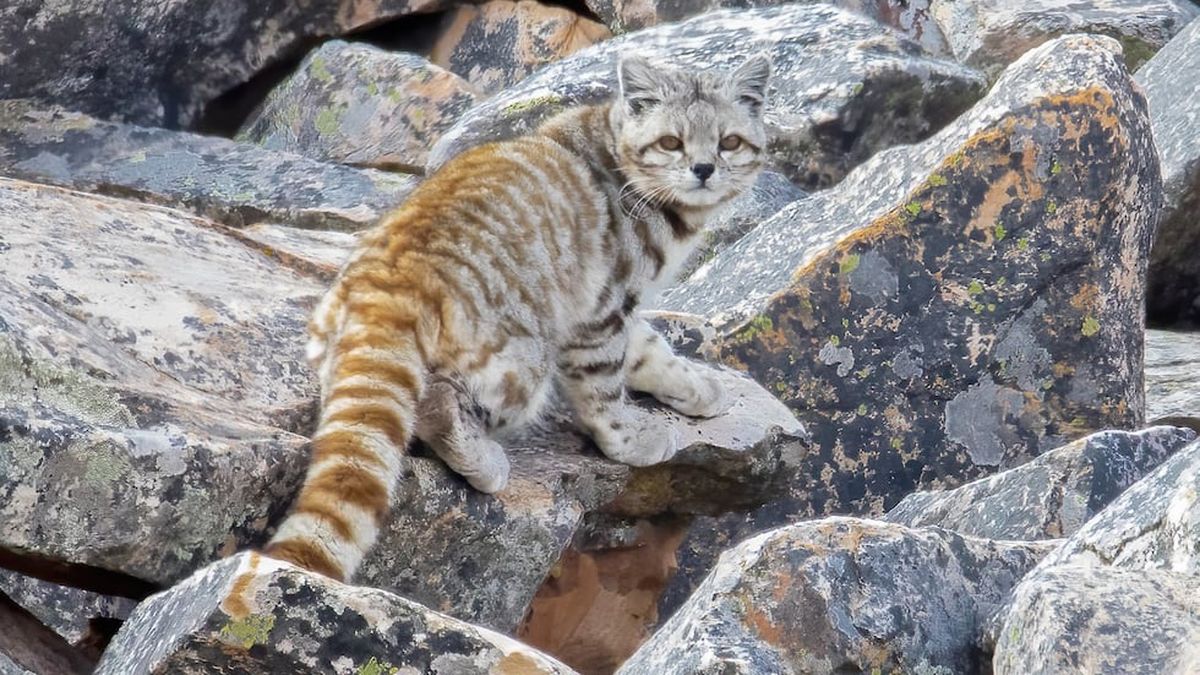 Volvió a aparecer el “Fantasma de Los Andes”: un fotógrafo logró captar ...