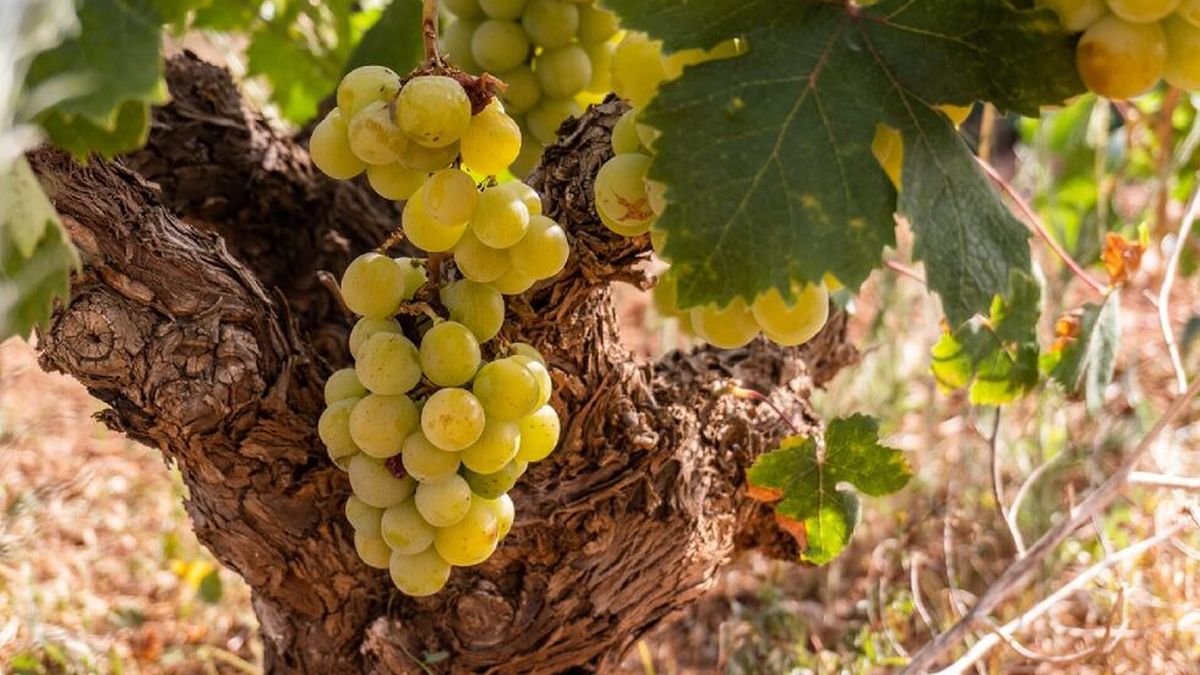 Moscatel de Alejandría, el vino que elaboró el general San Martín en el ...