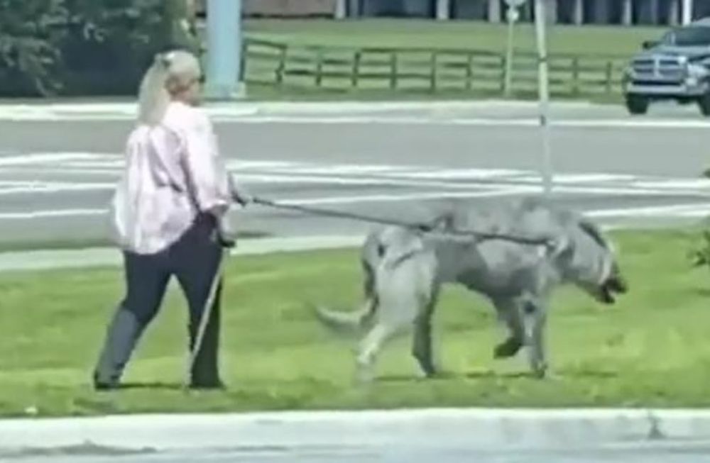 Video: una mujer pasea a un extraño perro gigante, la gente lo confunden con un lobo y genera temor