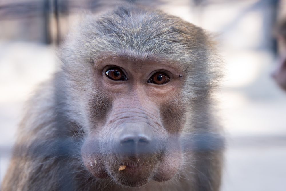 Bokep indo virql i arrived to her place, she opened the