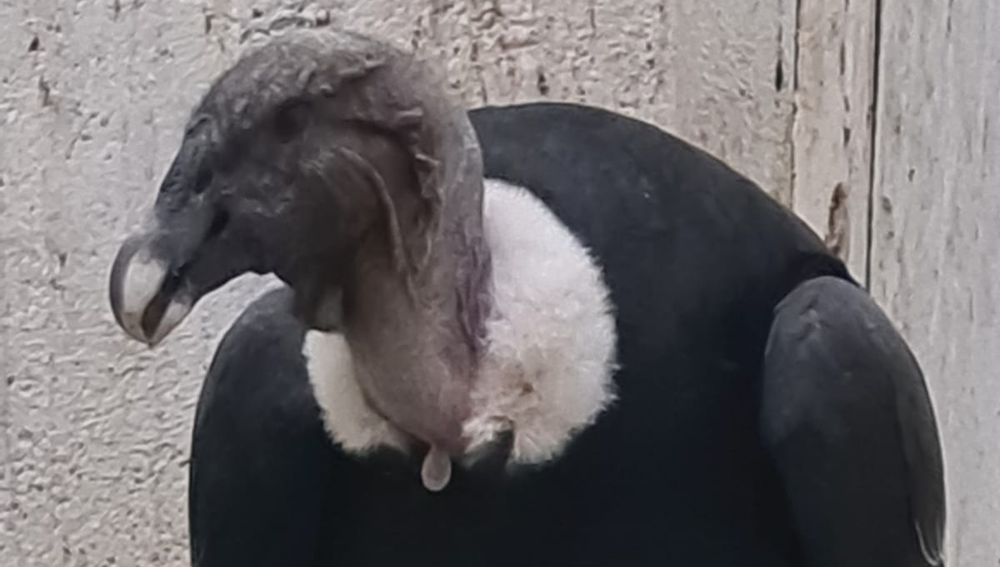 Oyeron ruidos en el techo y, cuando salieron, hallaron una majestuosa ...