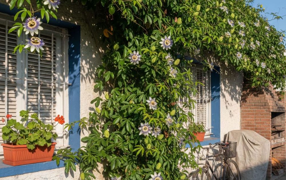 La planta trepadora que crea un muro verde todo el año y reduce la ...