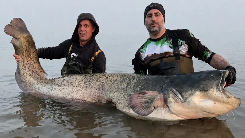 Pesca récord en Europa: capturan un pez monstruoso de 2,49 metros y ...