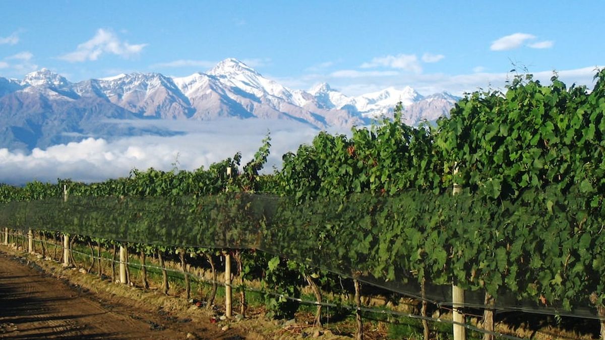 Las formas del Oasis Norte de Mendoza, en la mirada de un experto ...