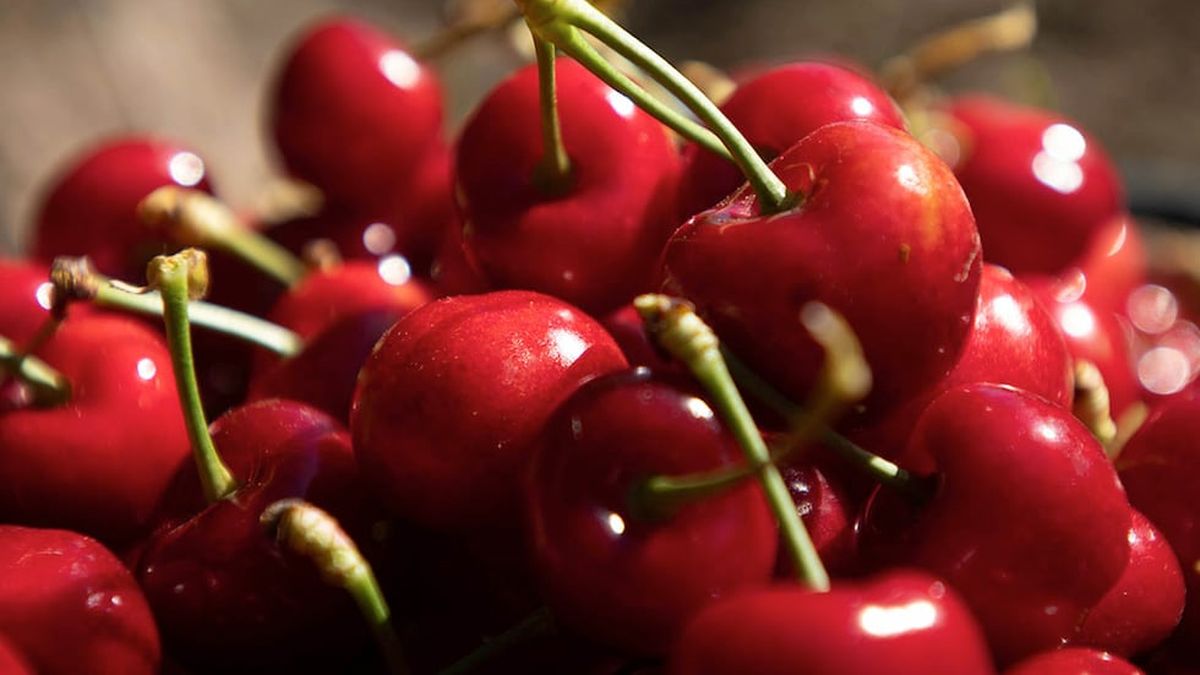 En Mendoza se anticipa una cosecha de cerezas que superará las 7.000 toneladas