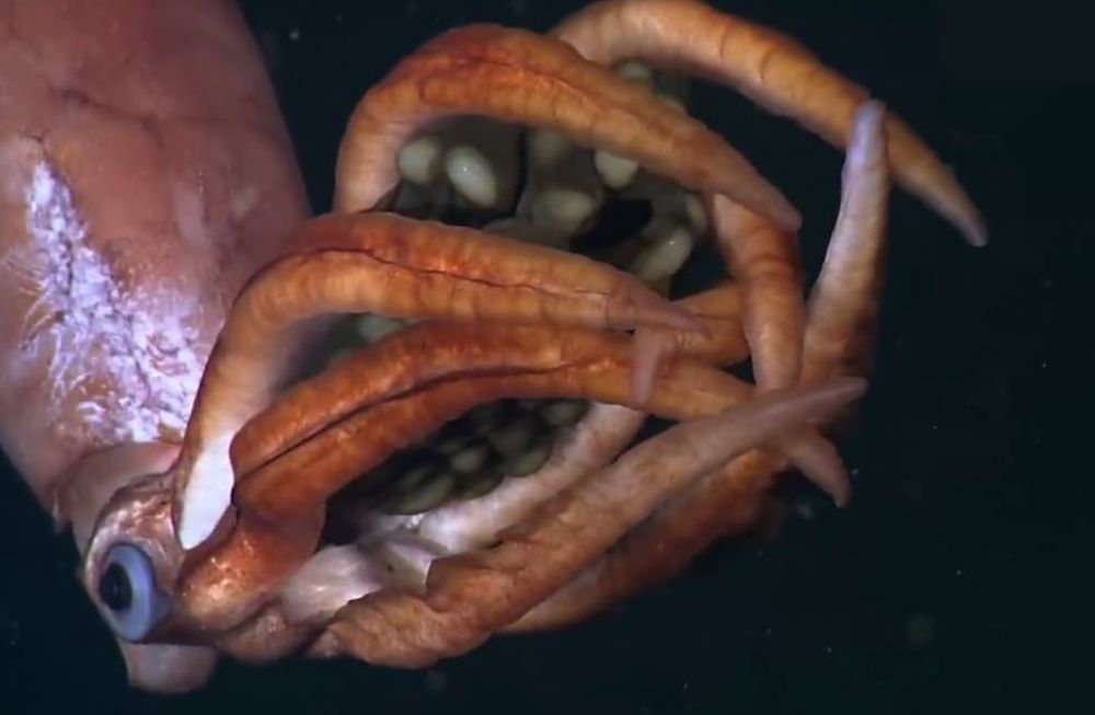 El impresionante video de un calamar desconocido resguardando a sus ...