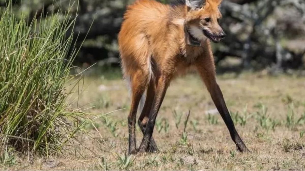 Avistaron un aguará guazú por primera vez en 200 años en La Pampa