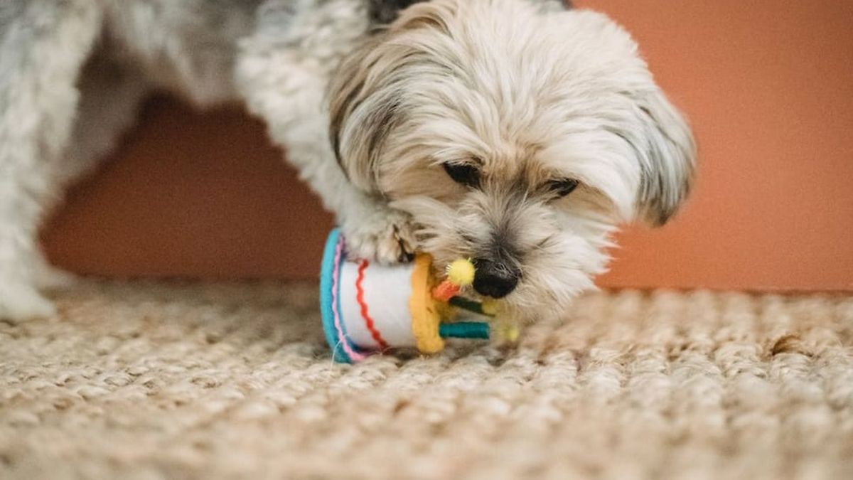 Estas son las 7 situaciones que pueden estar estresando a tu perro y ...