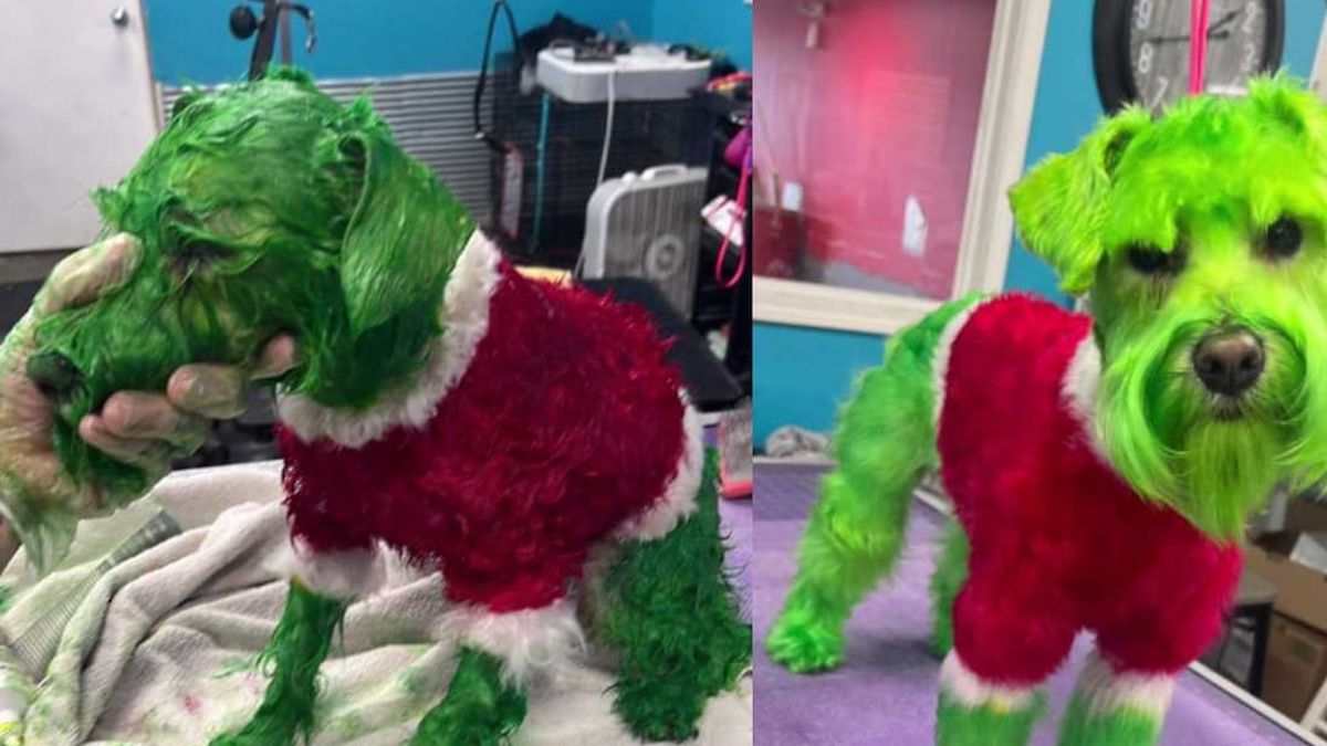 A días de Navidad, una mujer tiñó a su perro como el Grinch y causó ...