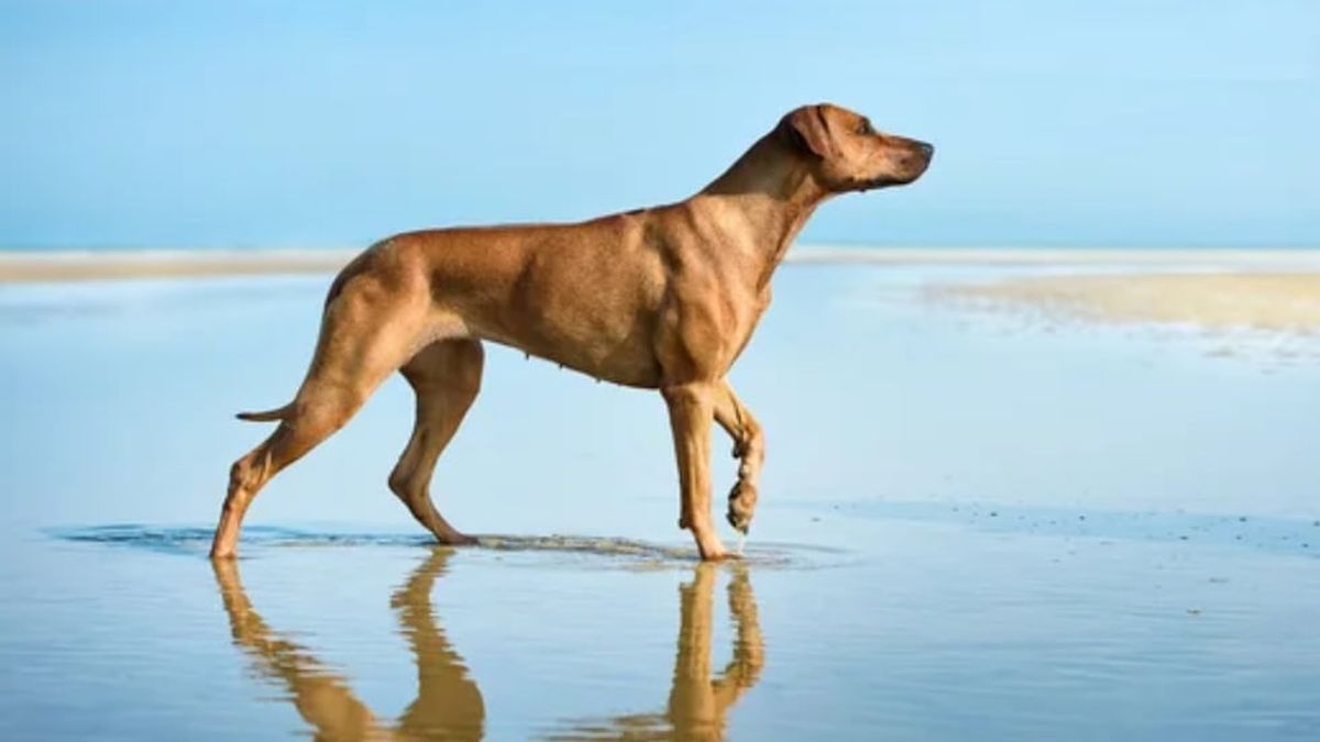 Cuáles son las 3 razas de perros más fuertes y atléticas