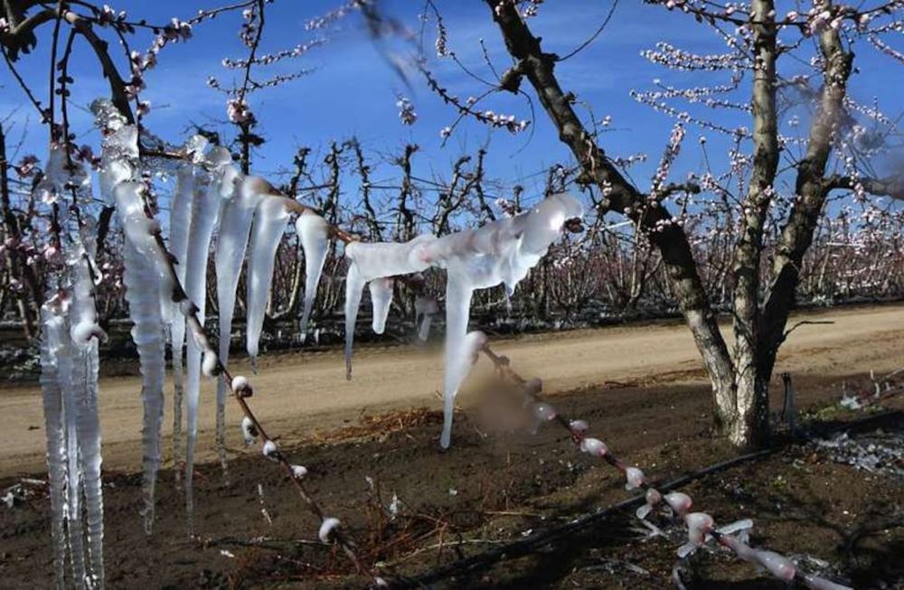 Declaran la emergencia agropecuaria en 14 departamentos de Mendoza por ...