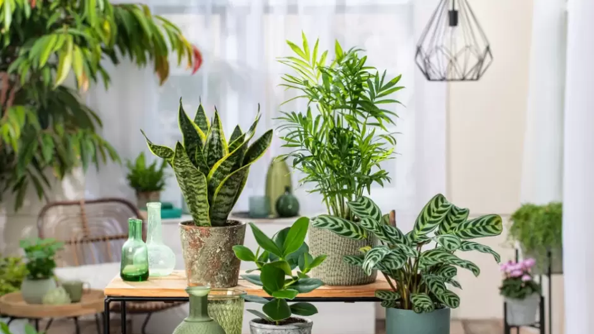 Para principiantes: las 3 plantas ideales, de interior y fáciles de ...