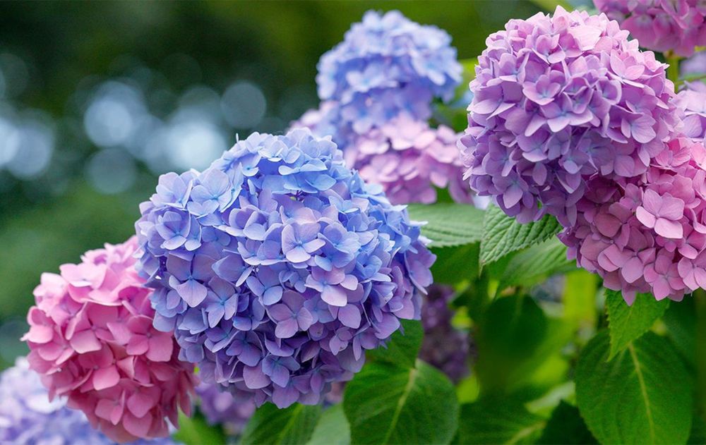 Multiplicá tus hortensias: cómo y cuándo reproducir esta planta para ...