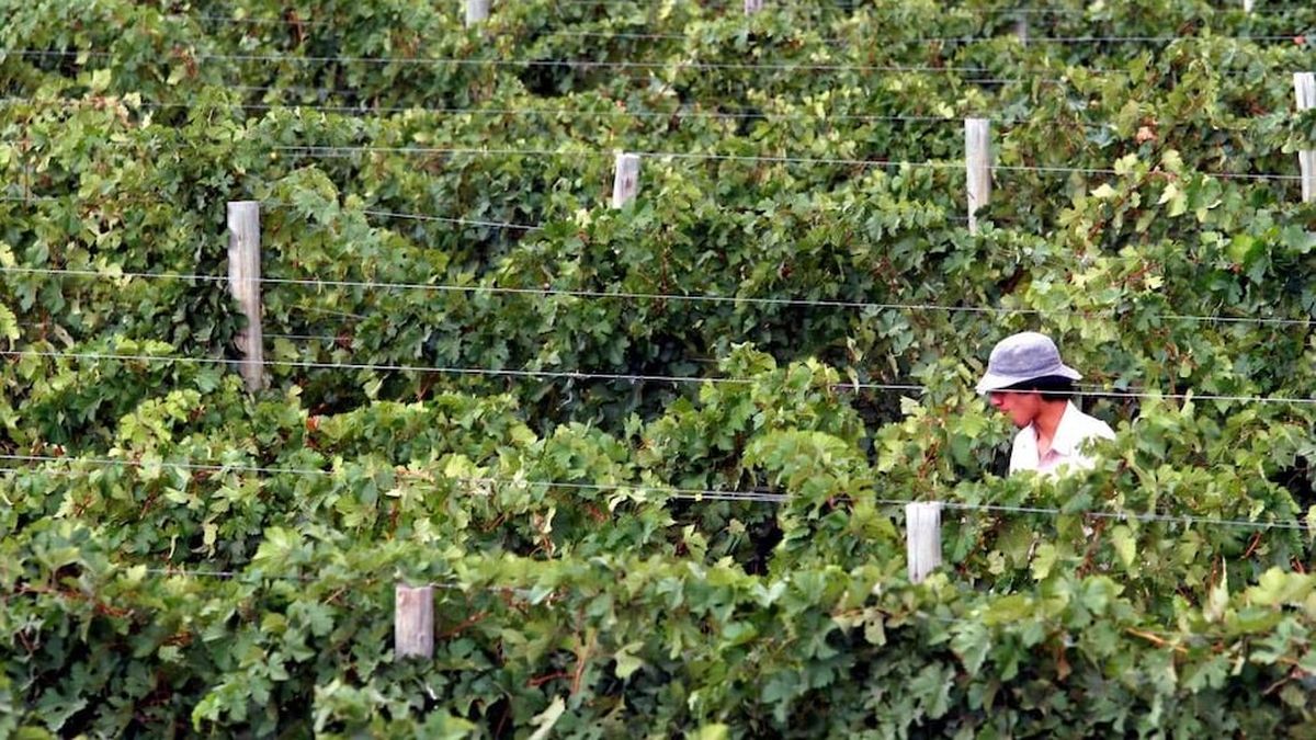 En Aconcagua Radio, Rogelio Rabino, director de Enología de Finca Flichman:Barrancas es tierra ...