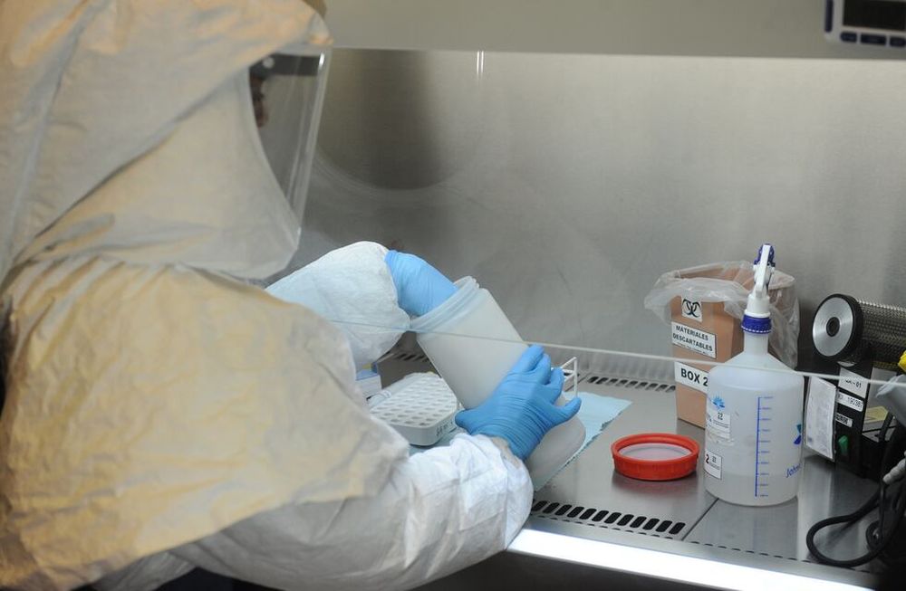 Qué es el Streptococcus pyogenes y la bacteria que ha causado 16 ...