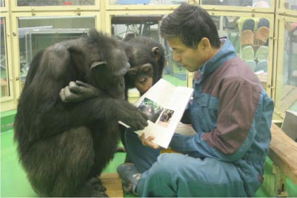 Adiós a la chimpancé genio: murió Ai, la primate que sabía leer y ...