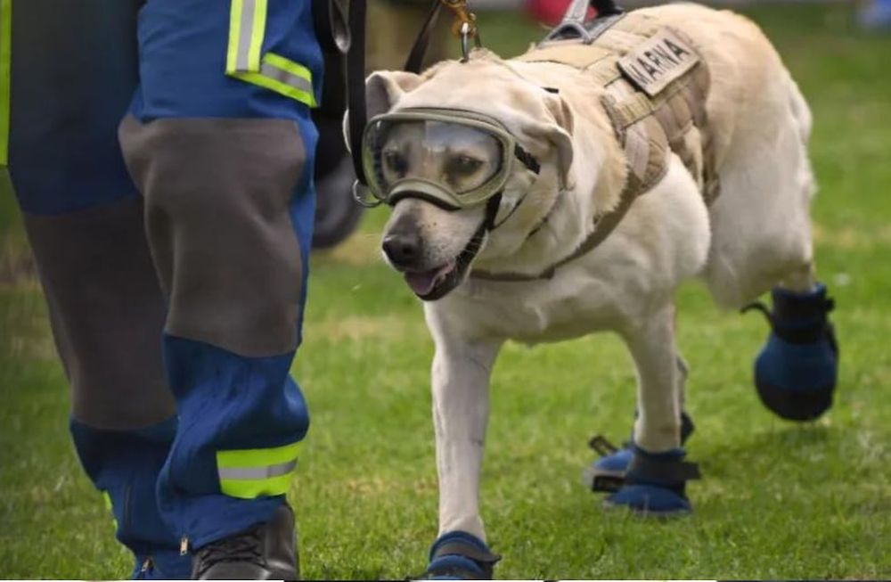 Murió Frida, la perra rescatista de México que se transformó en heroína ...