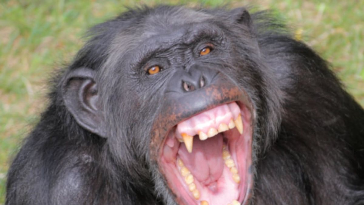 Frodo, el chimpancé que se robó a una beba, la mató y se la comió