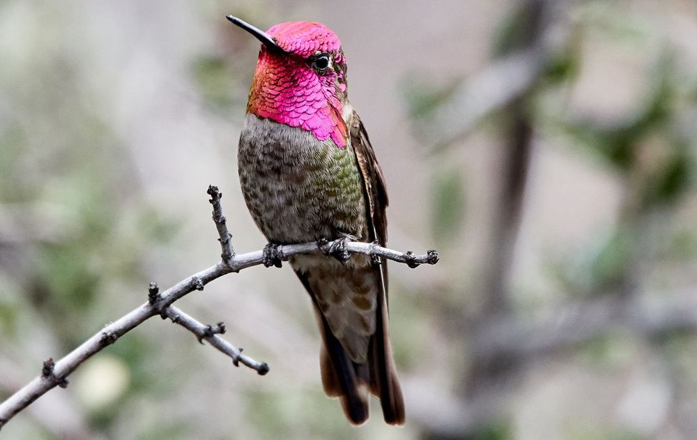 Según la ciencia, los colibríes están cambiando la forma de su pico ...