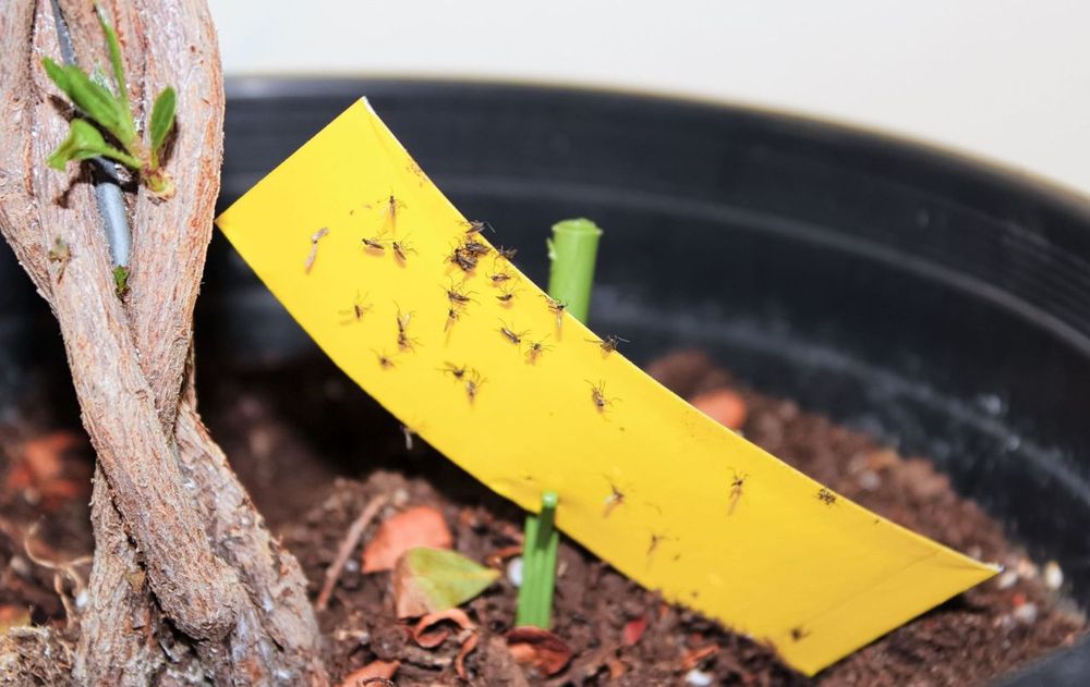 Adiós insecticidas: la trampa para insectos que es un beneficio para ...