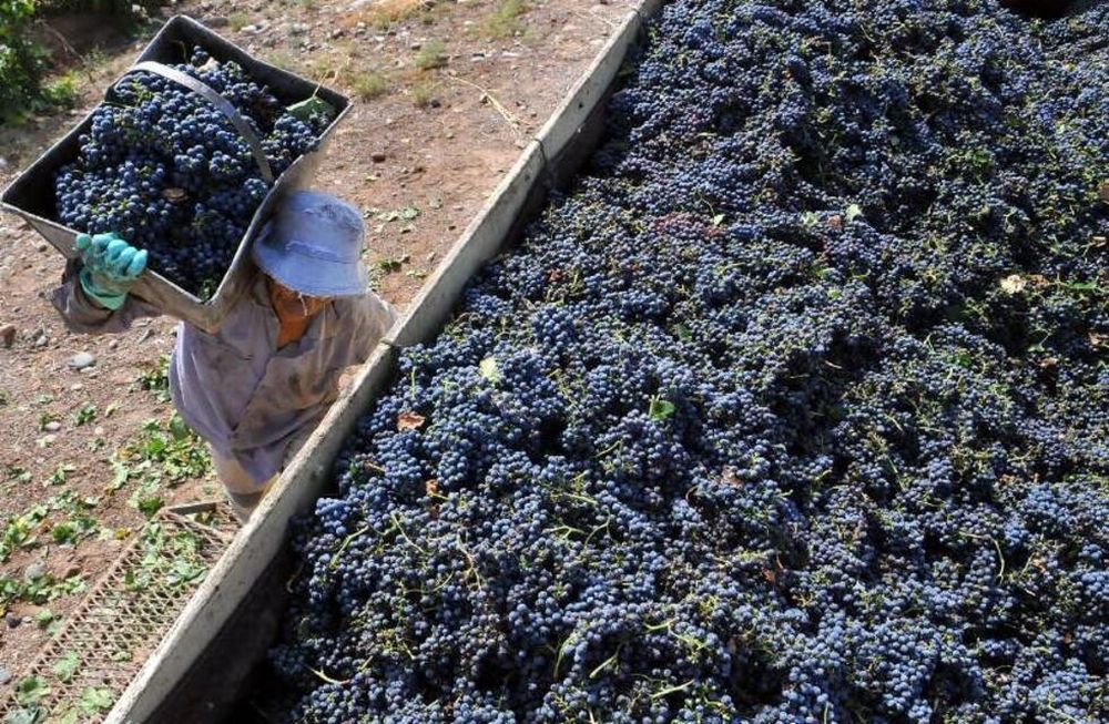 Vargas Arizu anticipa operativo de cosecha y acuerdo Mendoza San Juan