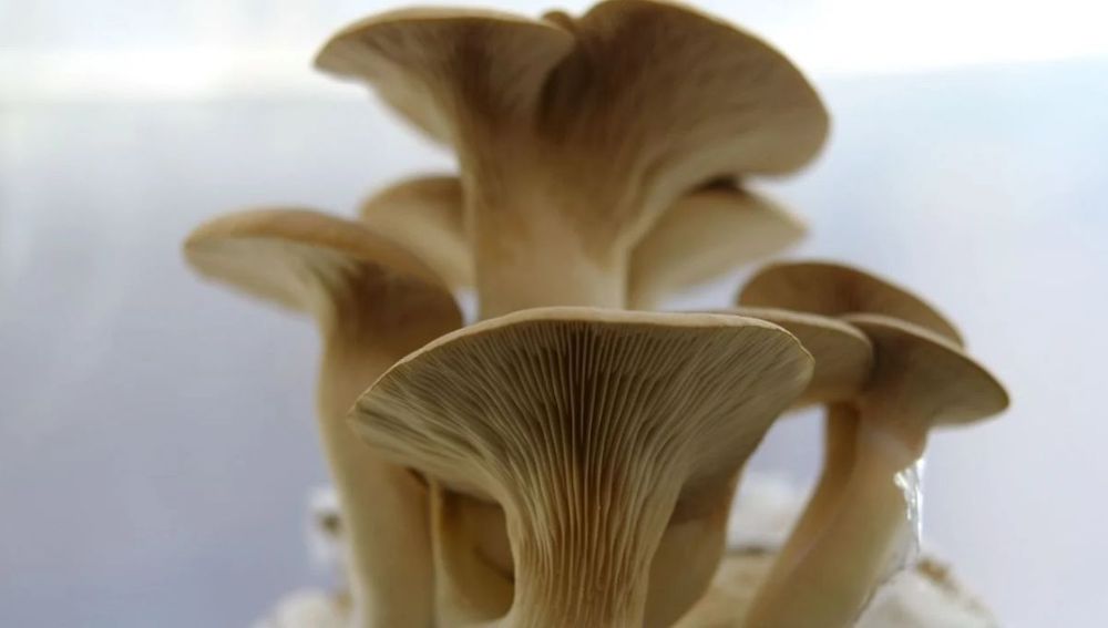Gírgola, el hongo que se abre paso para cautivar a los consumidores