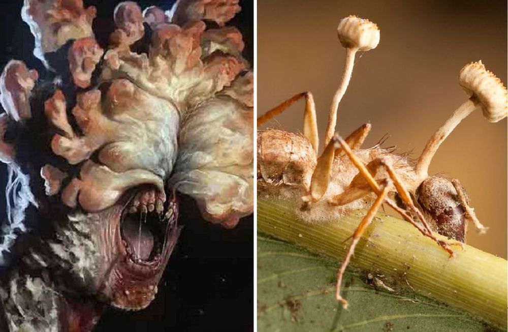 El hongo “zombi” de The Last of Us sí existe en la vida real: cuál es ...