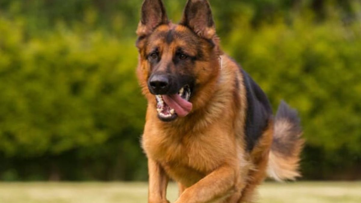 2 de junio Día Nacional del Perro: por qué se celebra hoy