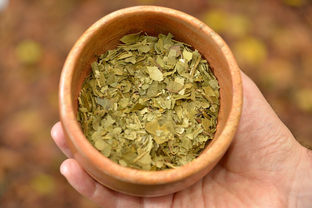 Yerba mate nueva o usada, un tesoro que tenés en casa: dos formas para ...