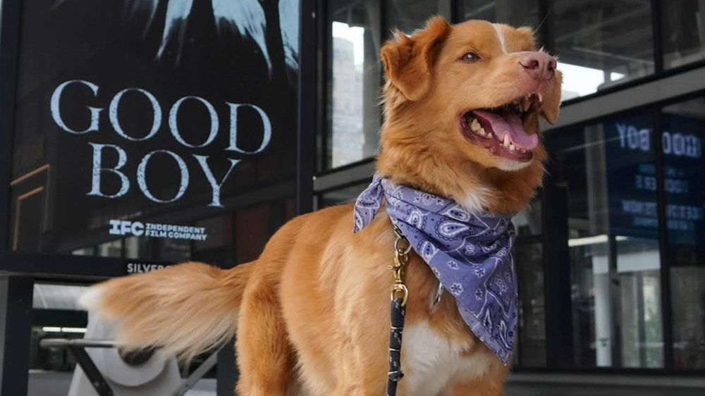 Quién es Indy, el perro de Good Boy que venció a Ethan Hawke y obtuvo ...