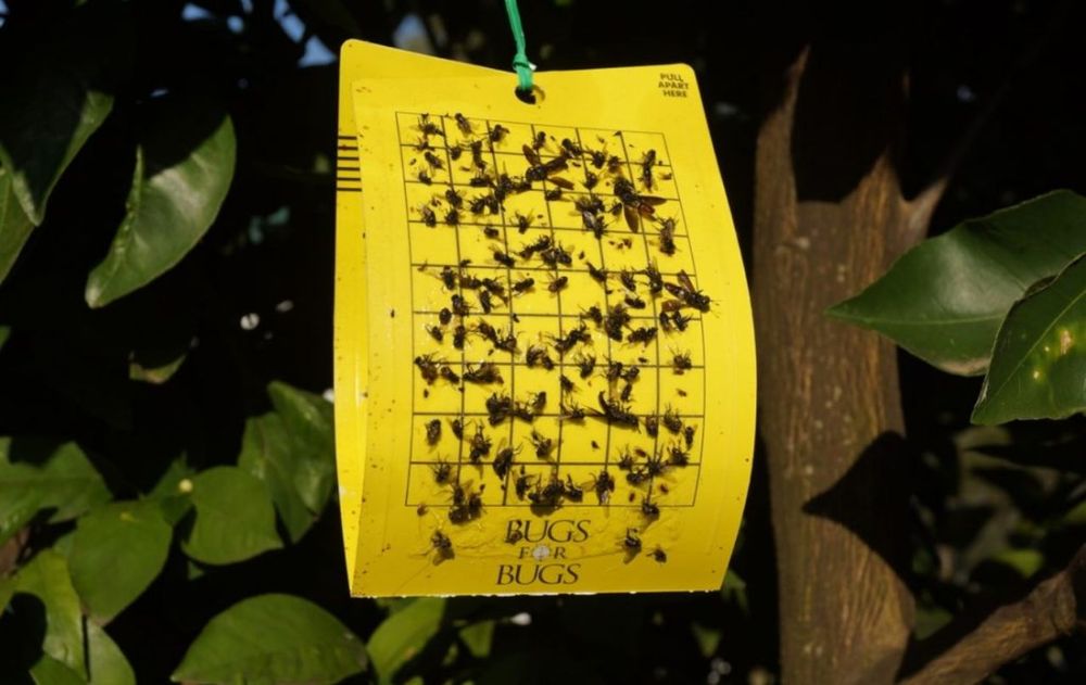 Adiós insecticidas: la trampa para insectos que es un beneficio para ...