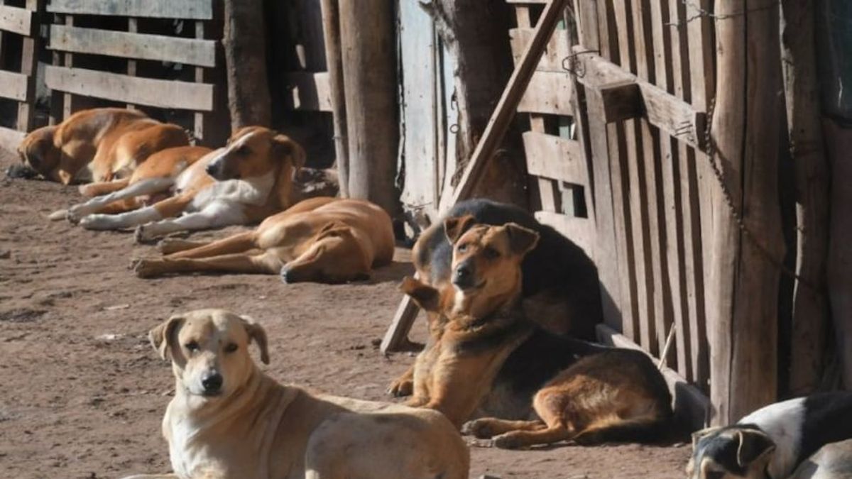 “Más de 20 millones en situación de calle”: por qué se celebra el Día ...