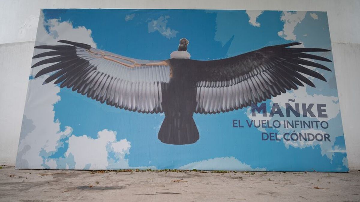 La Ciudad celebra el Día Nacional de las Aves con una muestra ...