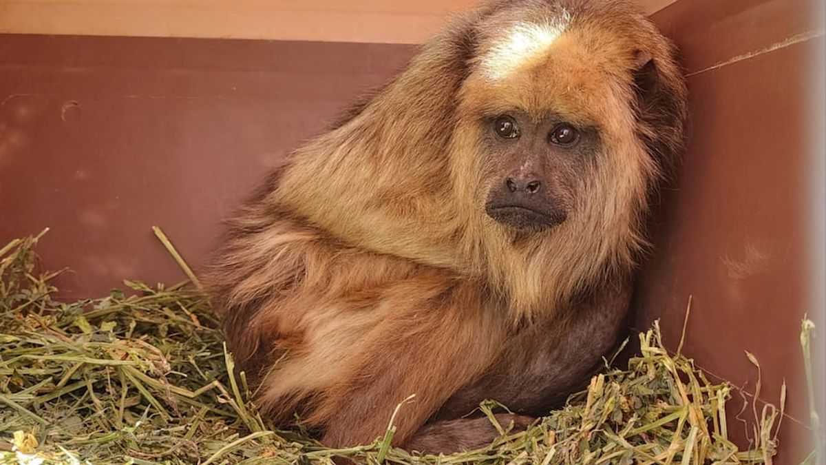 Trasladaron a más de 100 animales del Ecoparque de Mendoza y el ex ...