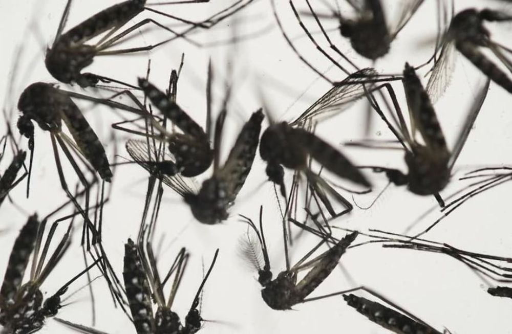 Cinco trucos caseros para acabar con la invasión de mosquitos Cinco trucos caseros para acabar con la invasión de mosquitos