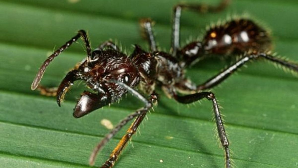 Este es el insecto con la picadura más dolorosa del mundo
