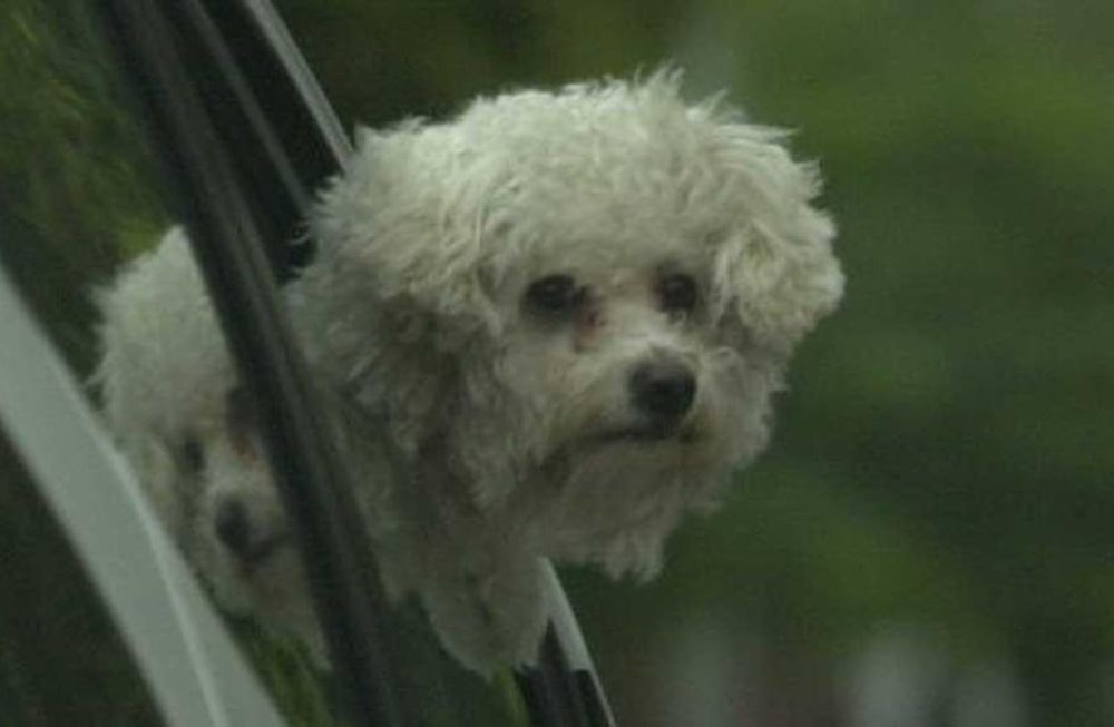 Se cumplen 35 años del trágico final de Cachi: el perro que cayó del ...