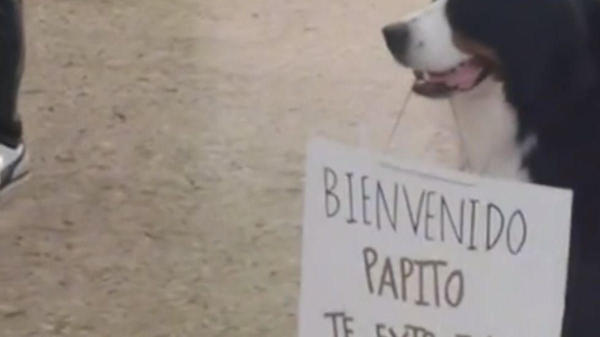 El tierno video de un perro esperando a su dueño en la zona de arribos ...
